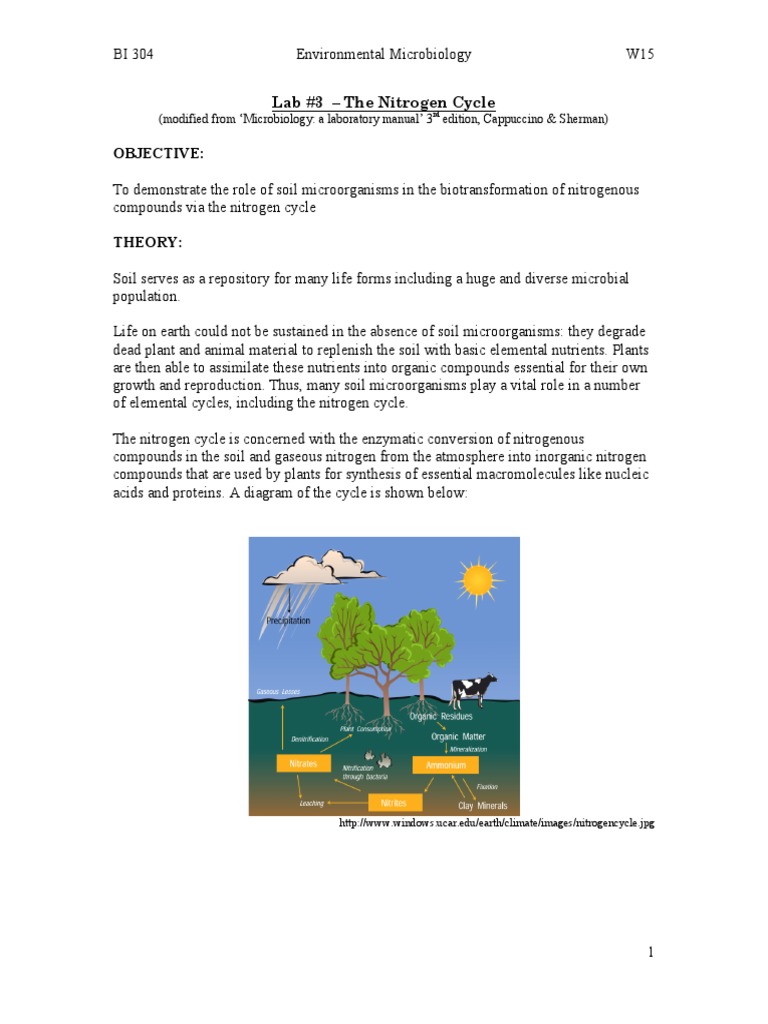 Nitrogen Cycle Lab: Microbial Processes | PDF | Nitrate | Nitrogen