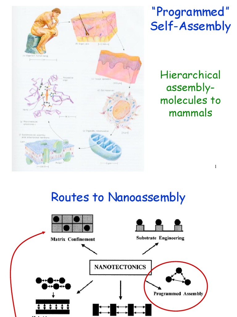 Hierarchical Assembly-Molecules To Mammals | PDF | Self Assembly ...