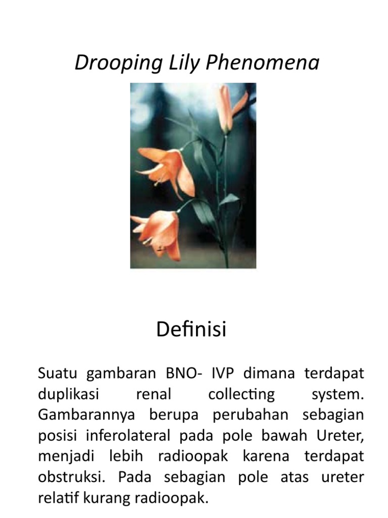Drooping Lily Phenomena | PDF