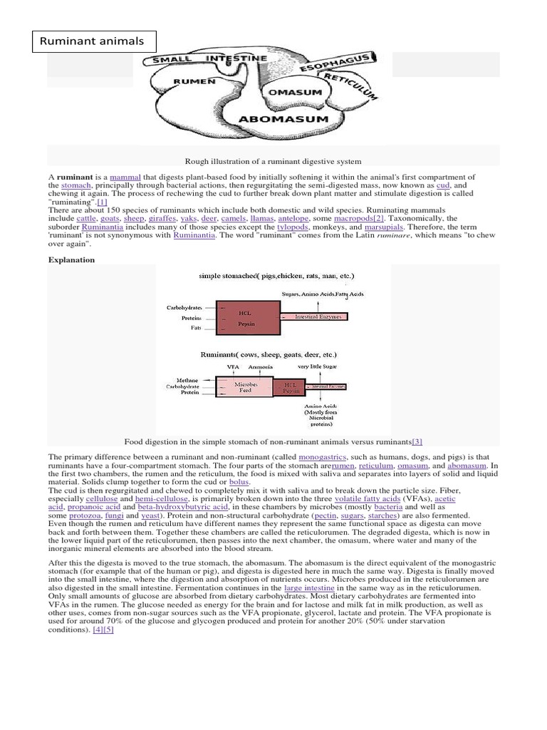 Ruminant Digestive System Overview | PDF | Ruminant | Biology