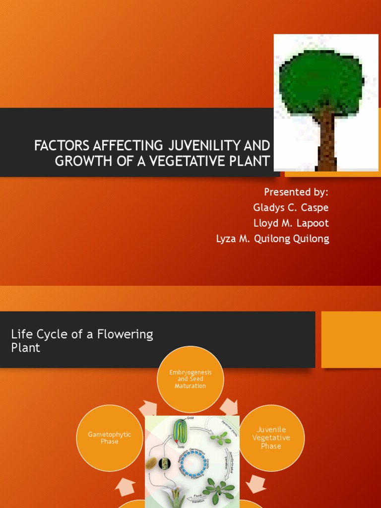 Factors Influencing Plant Juvenility | PDF | Plant Nutrition | Light