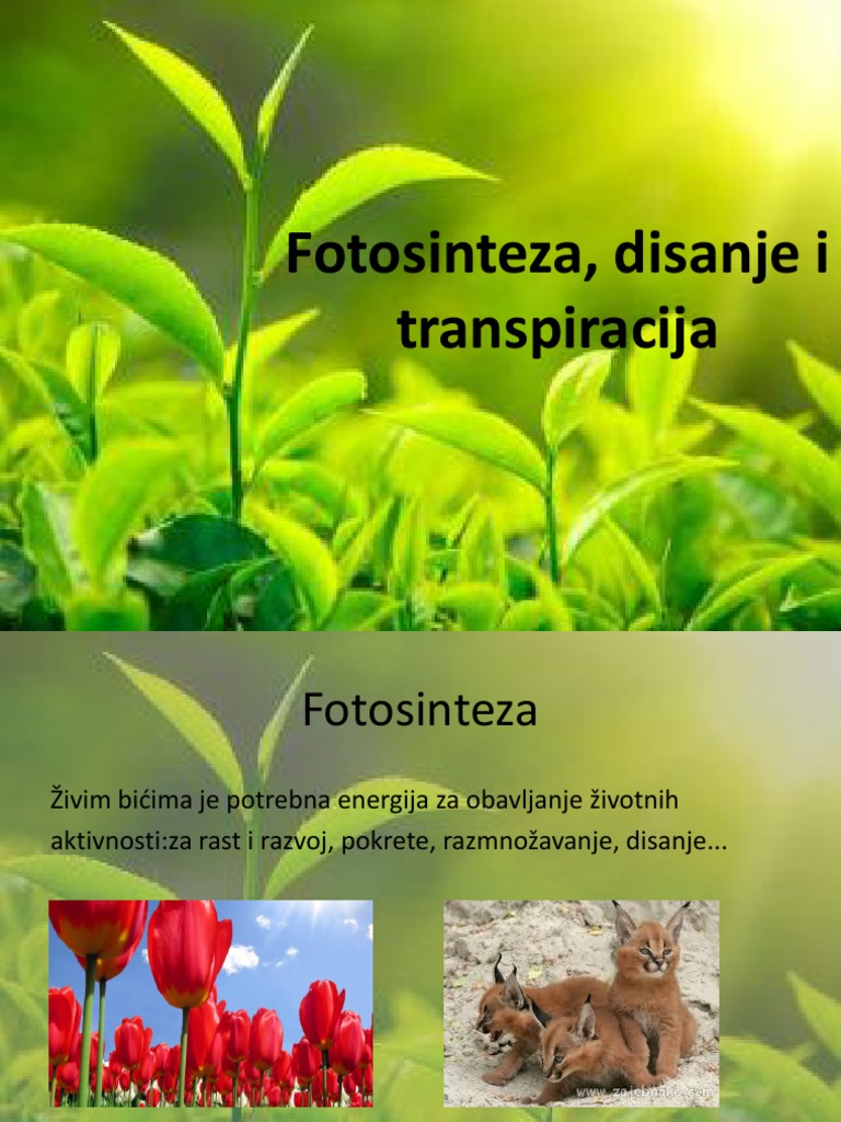 Fotosinteza, Disanje I Transpiracia | PDF