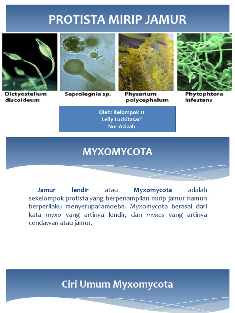 MYXOMYCOTA (Jamur Lendir) | PDF | Kesehatan Holistik