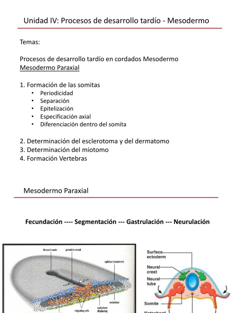 Clase 5 Mesodermo I | PDF | Biología del desarrollo | Anatomía