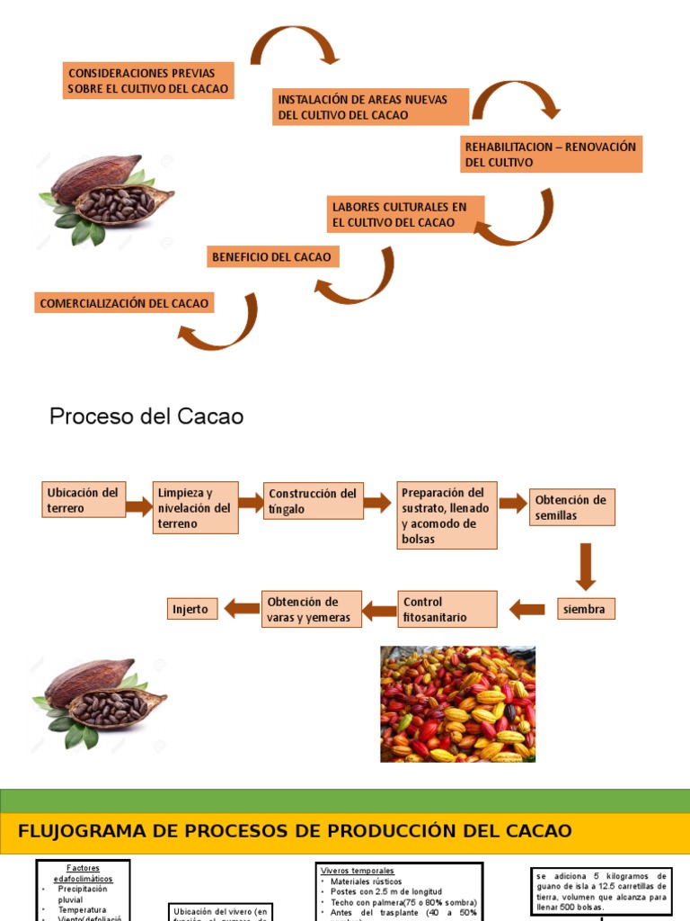 Flujograma de Produccion Del Cacao | Siembra | Suelo