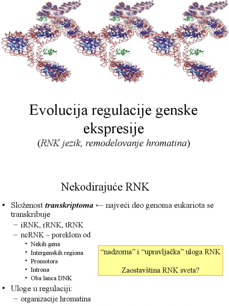 Evolucija Regulacije Genske Ekspresije 2 | PDF