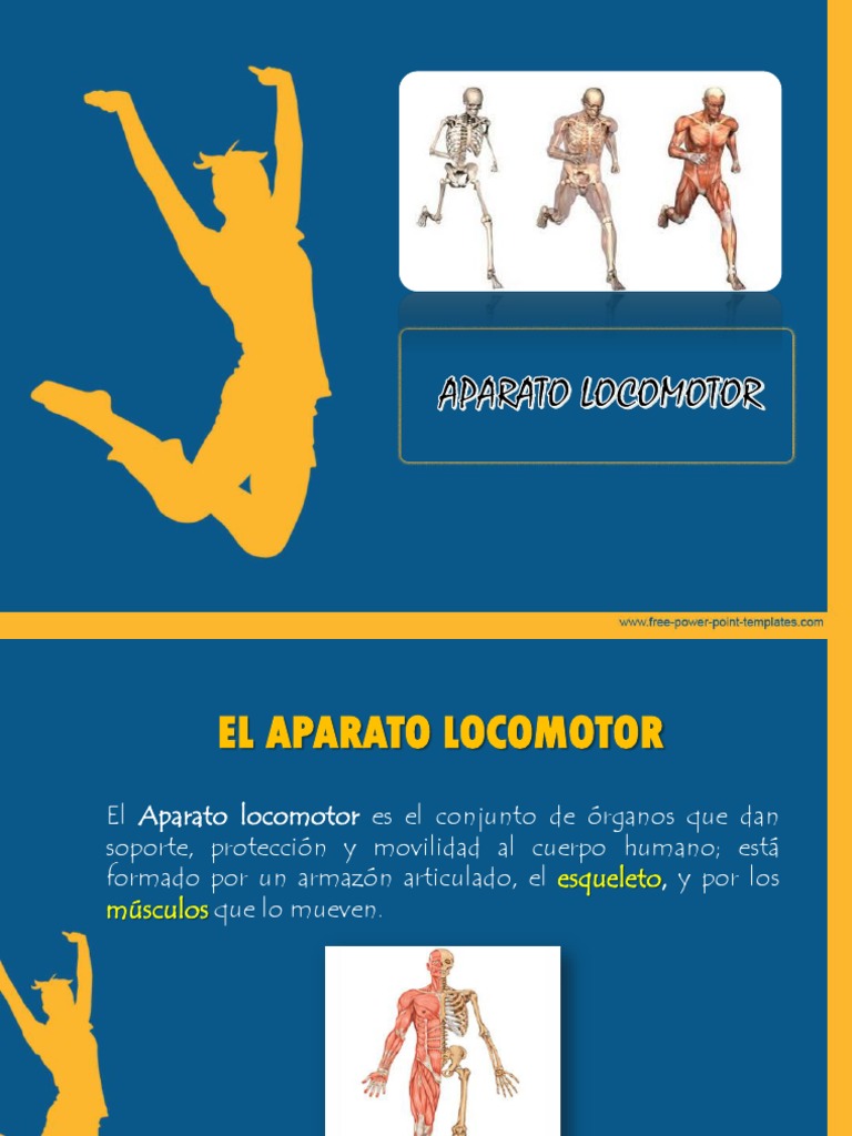 Aparato Locomotor - Anatomìa Humana | PDF | Articulación | Hueso