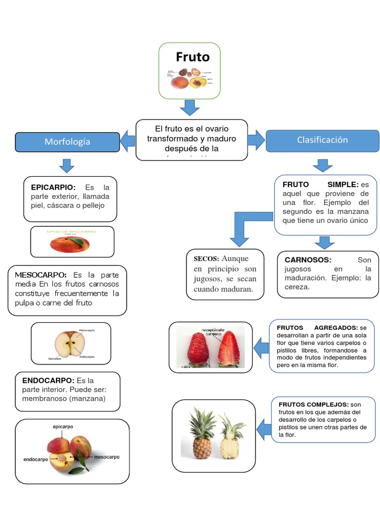 Mapa Conceptual de Frutales | PDF