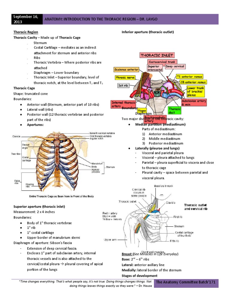 Anatomy Notes PDF Thorax Breast