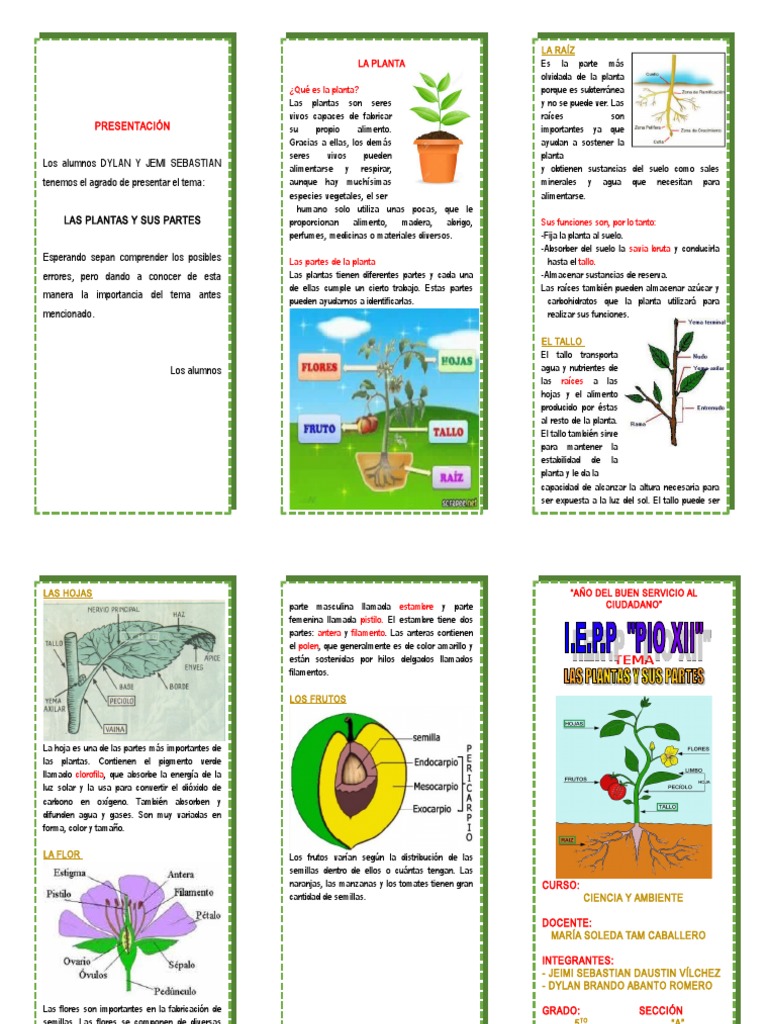 TRIPTICO Plantas | PDF | Raíz | Plantas