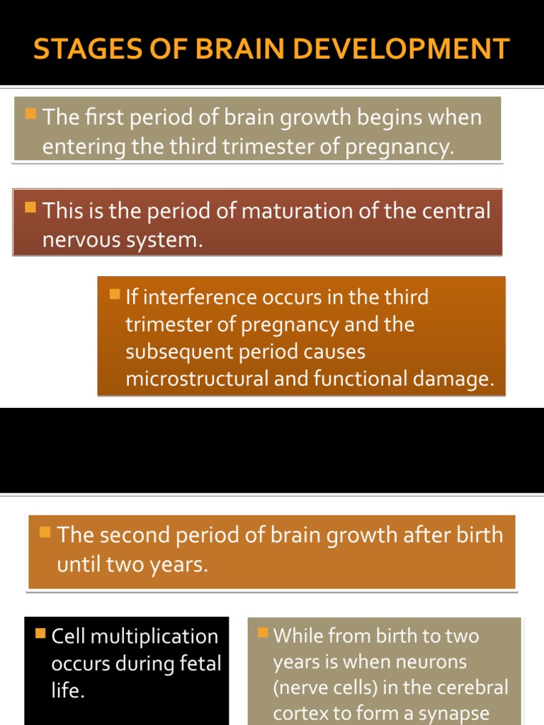 STAGES OF BRAIN DEVELOPMENT PPT by Melf | PDF
