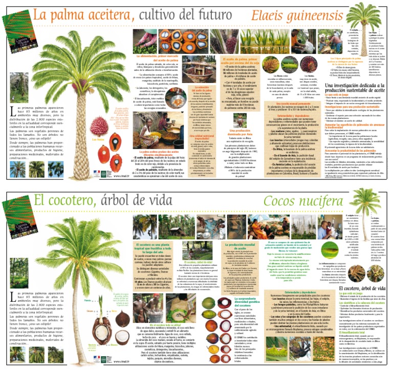 La Palma | PDF | Coco | Aceite de palma