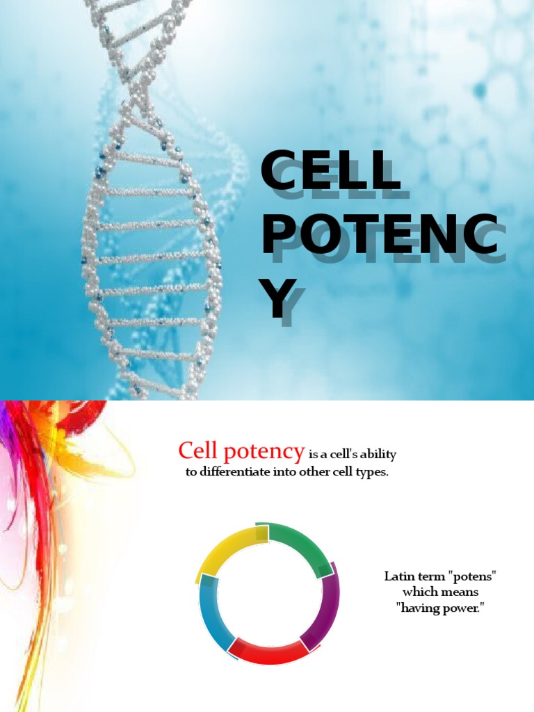Cell Potency and Its Types | Cell Potency | Zoology