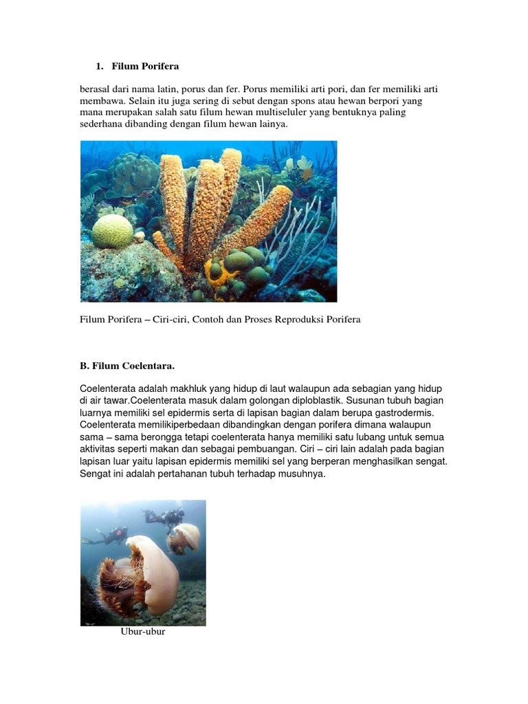 Filum Porifera | PDF | Sains & Matematika