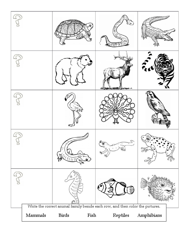 Animal Classification Worksheet | PDF