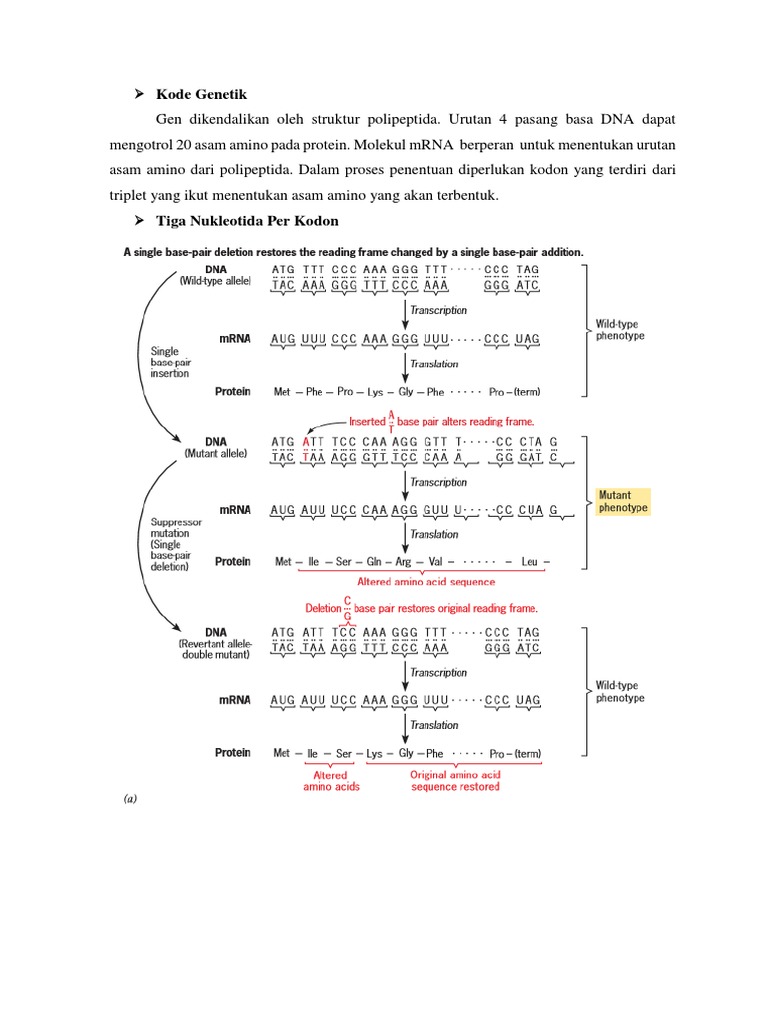 Kode Genetik | PDF
