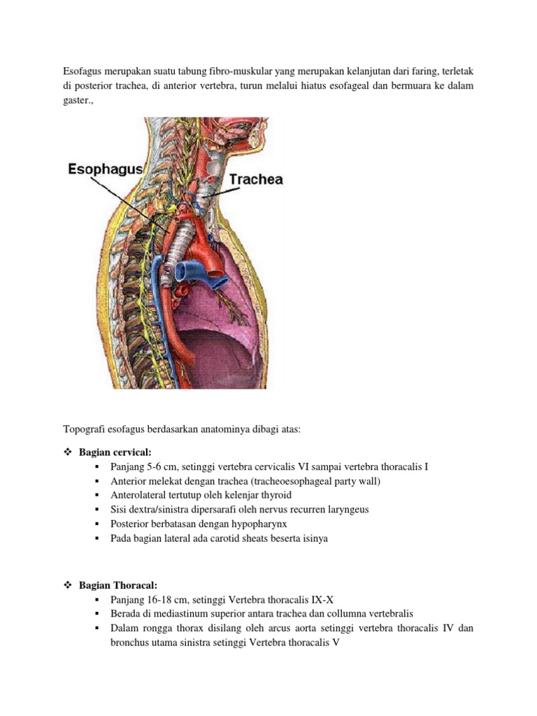 Esophagus: Anatomy, Sphincters, Arteries, Veins, Nerves, 46% OFF