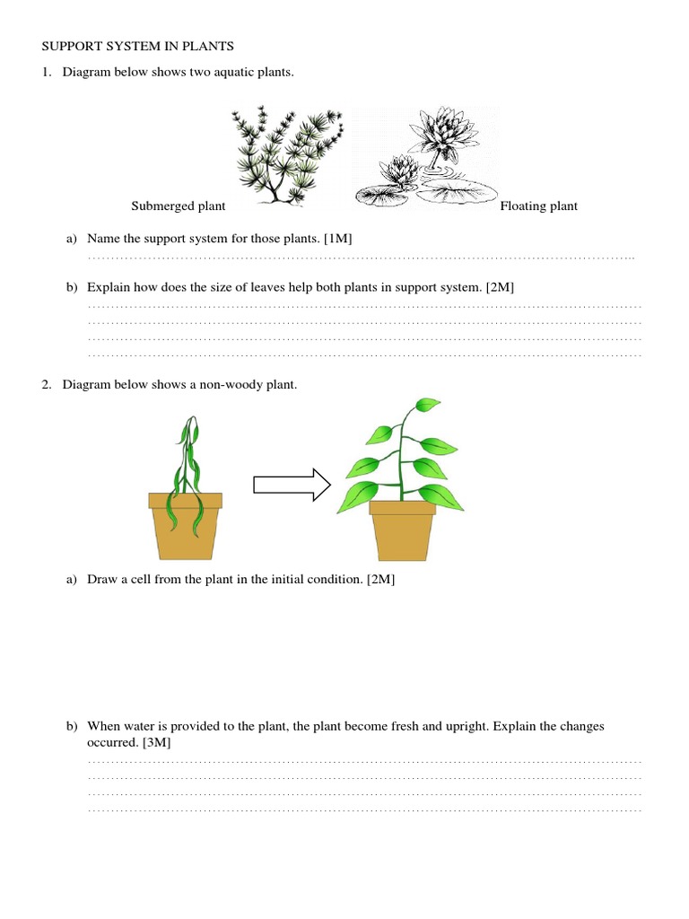 Support in Plants | PDF