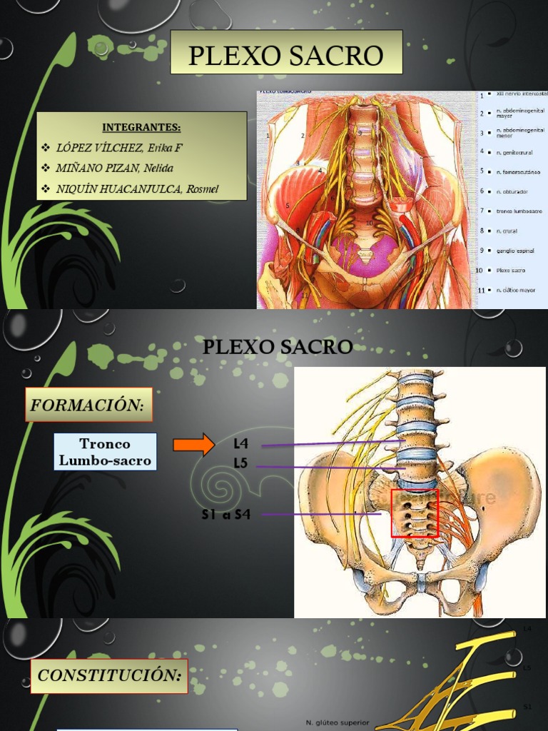 Plexo Sacro | PDF | Extremidades (anatomía) | Anatomía del miembro inferior