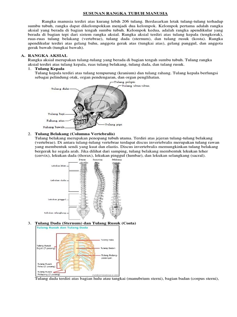Rangka Tubuh Aksial Dan Apendikular | PDF