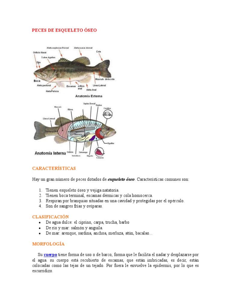 Anatomía del Esqueleto del Pez Óseo | PDF | Pescado | Branquia