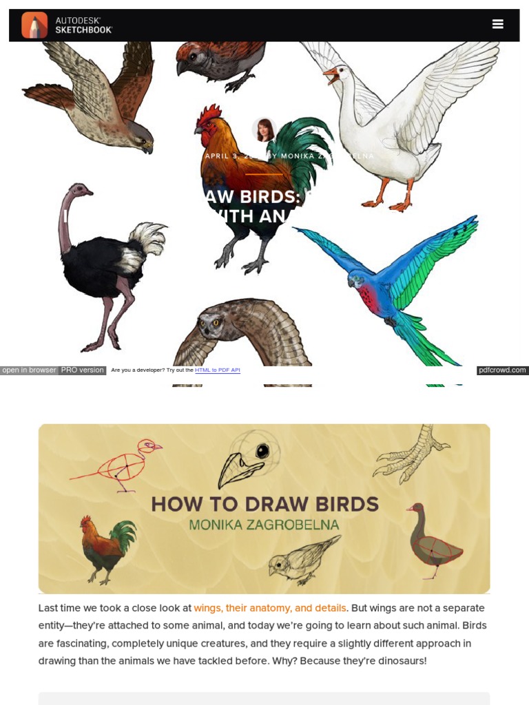 Sketchbook - How To Draw Birds. | PDF | Owl | Birds