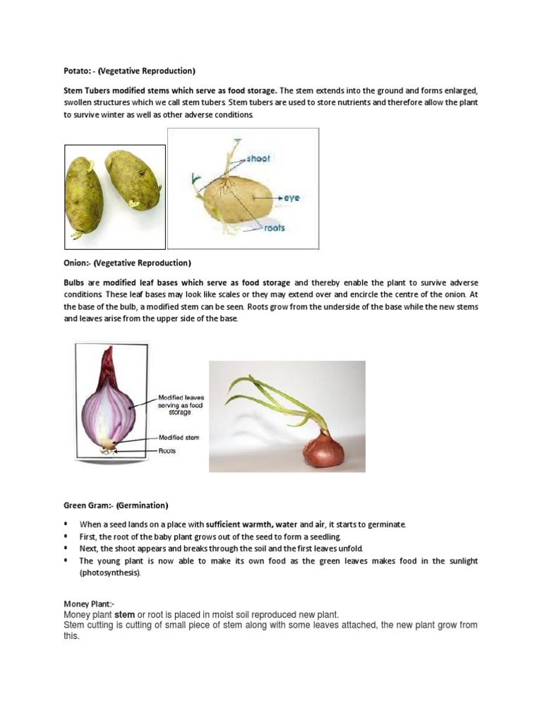 Potato | PDF