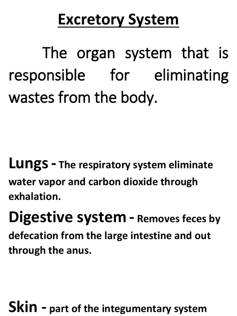 The Excretory System | PDF | Urinary System | Kidney