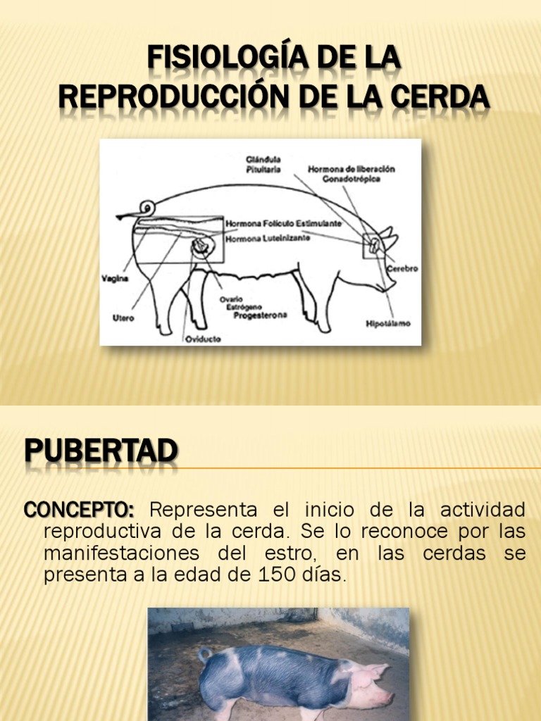 Fisiologia de La Reproduccion de La Cerda | PDF | Pubertad | Science