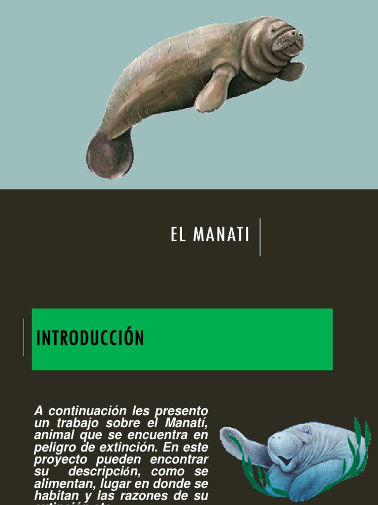 Manati | PDF