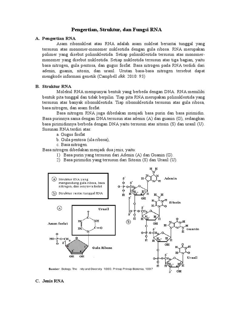 Pengertian, Struktur, Fungsi RNA