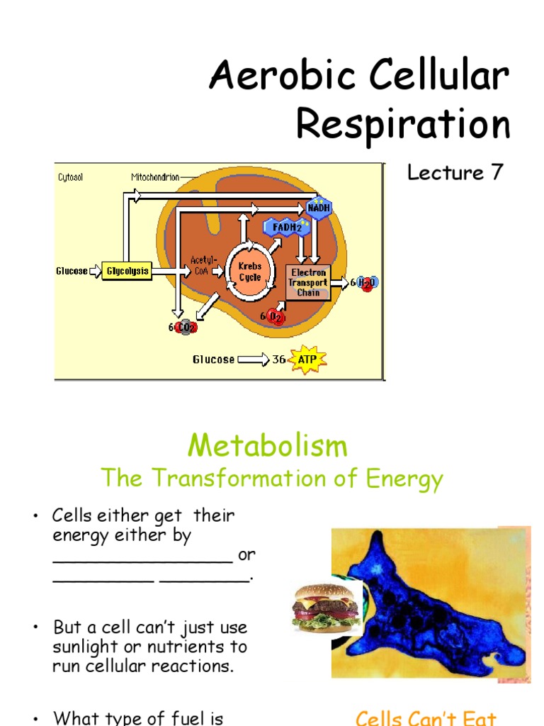 Aerobic Respiration Power Point | PDF | Glucose | Cellular Respiration