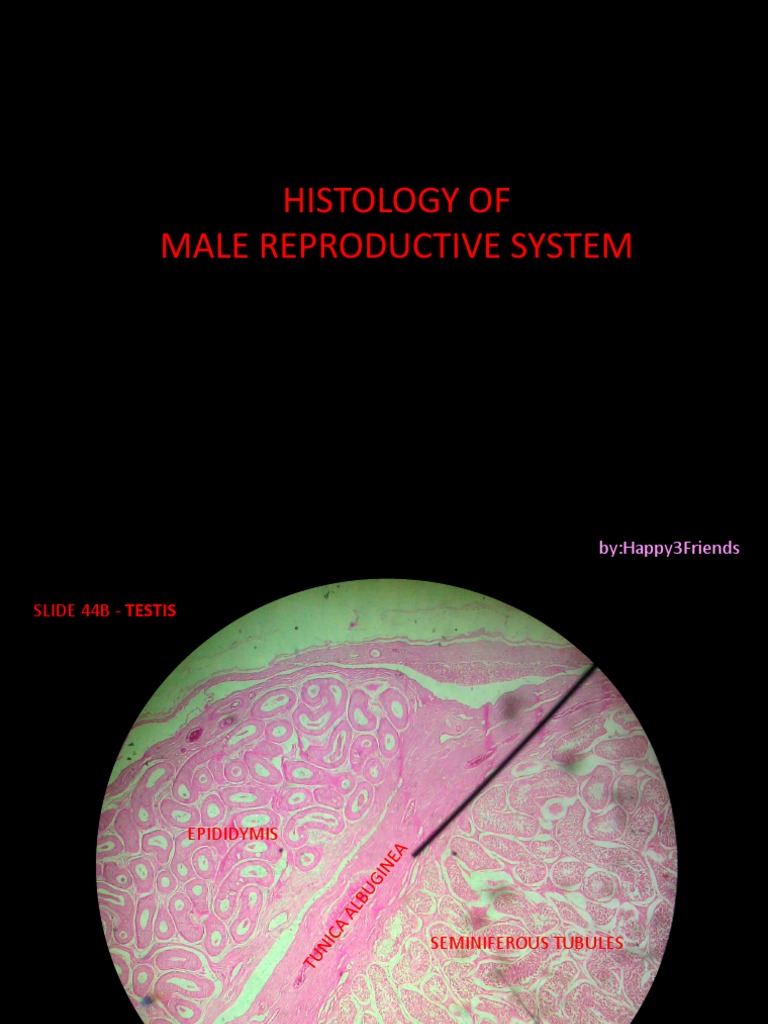 Histology of Male Reproductive System: by:Happy3Friends | PDF | Anatomy ...