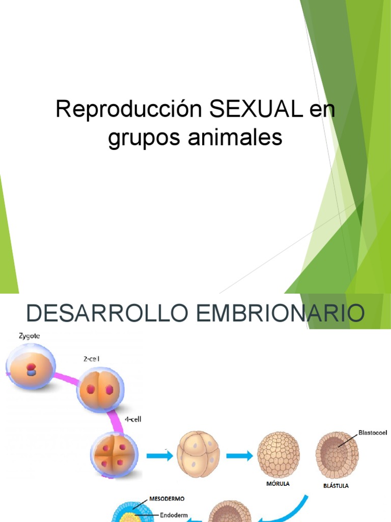 Reproducción Animal y Desarrollo | PDF