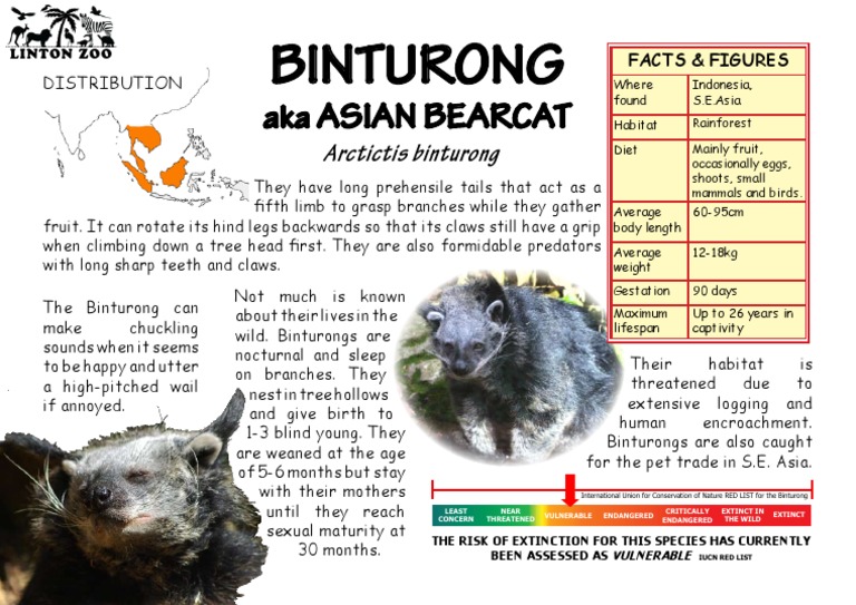 Binturong Aka Asian Bearcat | PDF | Organisms | Endangered Species