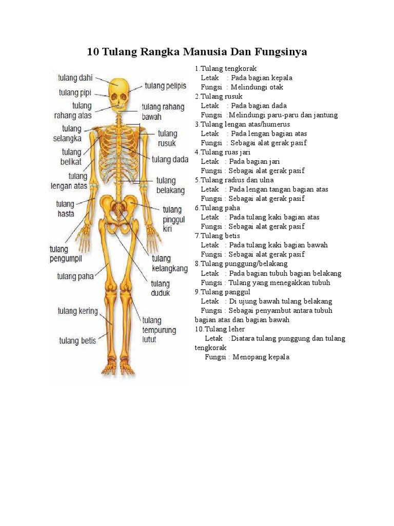 Fungsi dan Nama Tulang Rangka Manusia | PDF