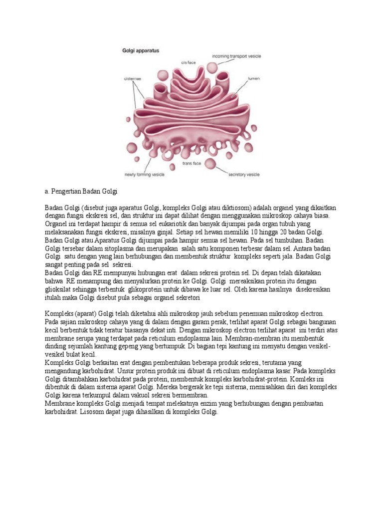Badan Golgi | PDF