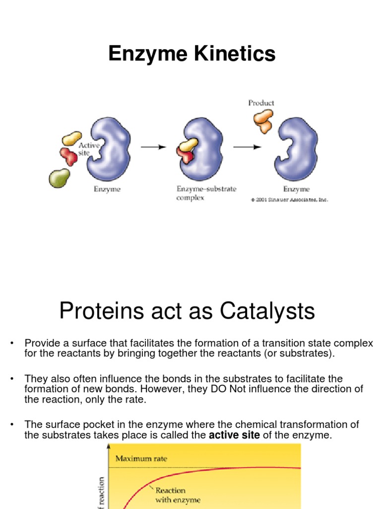 Enzyme Kinetics Lecture To Study Chemical Engineering | PDF | Enzyme ...
