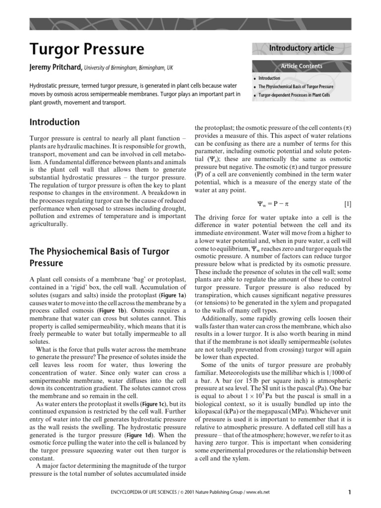 Importance of Turgor Pressure in Plants | PDF | Osmosis | Cell Biology