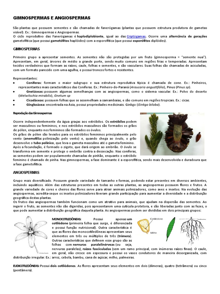 Gimnospermas e Angiospermas | PDF | Flores | Semente