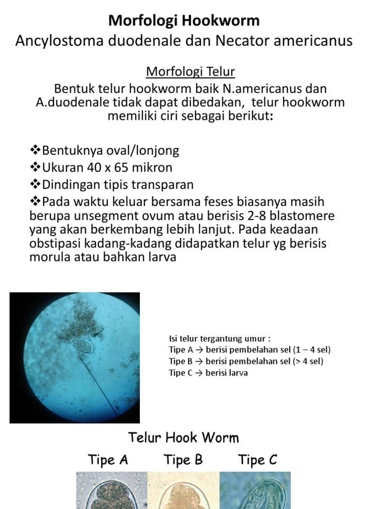 Morfologi Hookworm | PDF | Griya & Taman