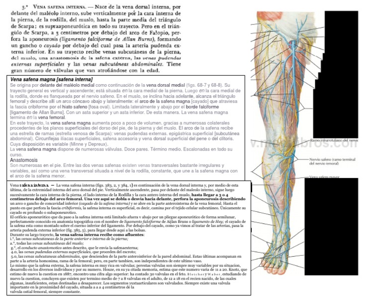 Vena Safena Interna | PDF | Sistema cardiovascular | Angiología