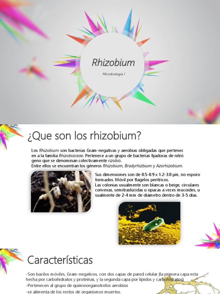 RHIZOBIUM | PDF | Organismos | Microbiología