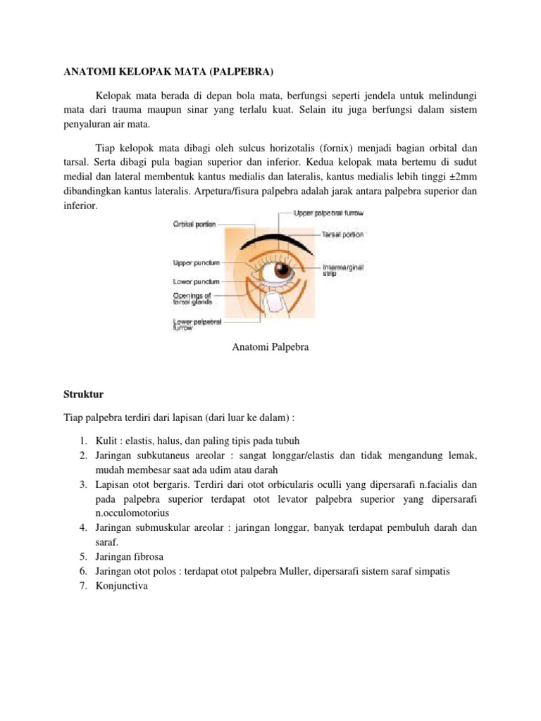 Anatomi Kelopak Mata | PDF
