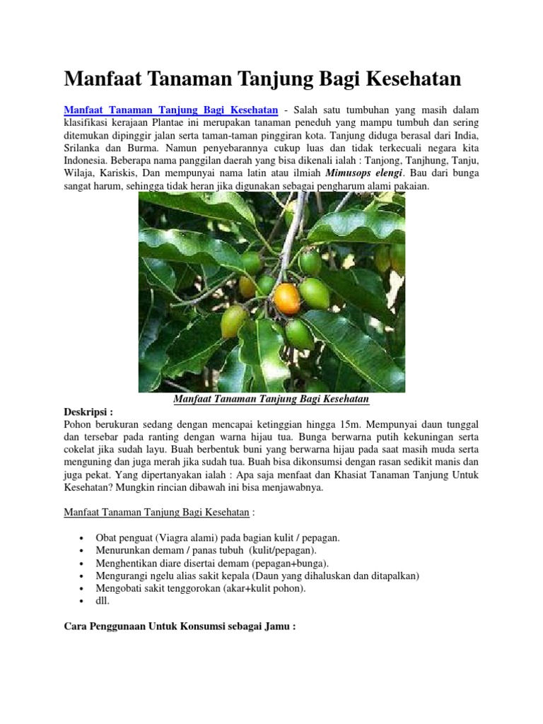 Inilah 12+ Tanaman Bunga Tanjung Terbaru - Informasi Seputar Tanaman Hias