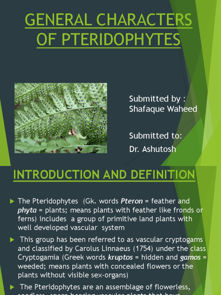 General Characters of Pteridophytes: Submitted By: Shafaque Waheed ...