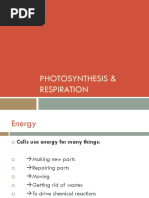 AP Bio-013 Photosynthesis Respiration Worksheet-WL | PDF | Cellular Respiration | Adenosine ...