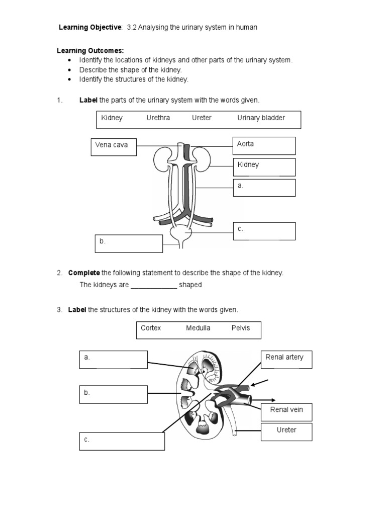 Urinary System Anatomy Guide | PDF