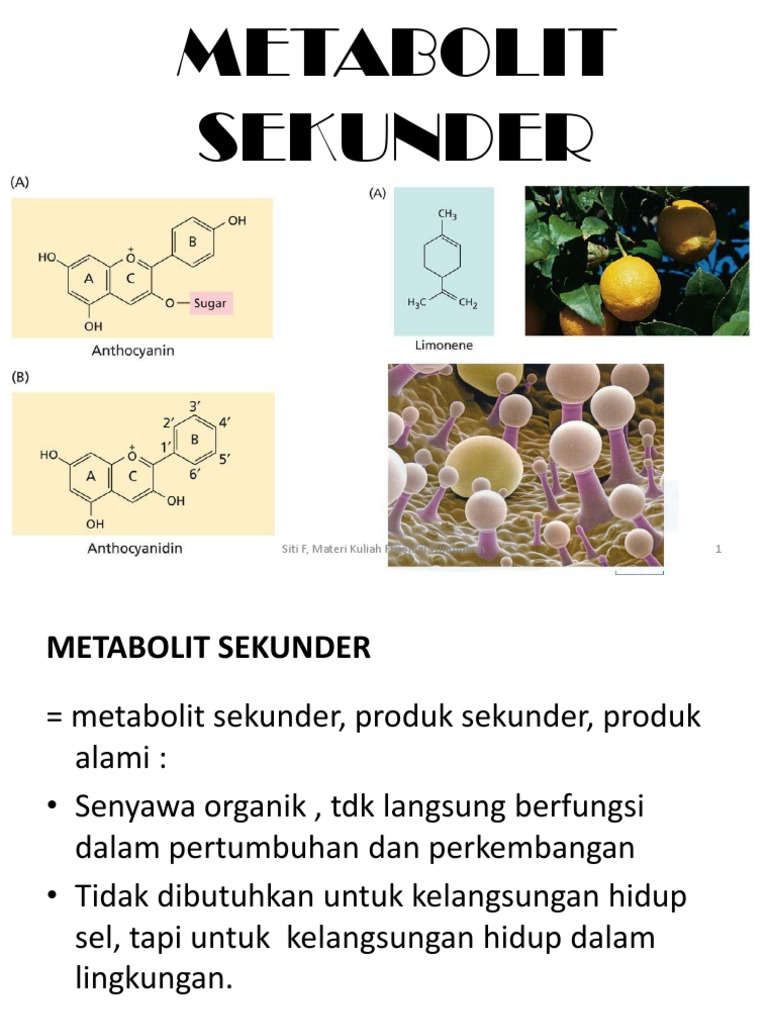METABOLIT SEKUNDER 2017
