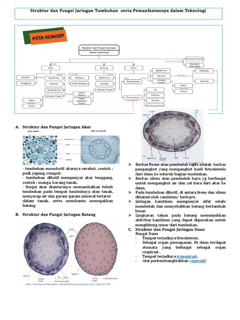 Struktur Dan Fungsi Jaringan Akar | PDF
